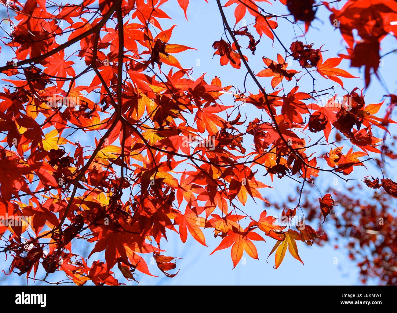 The beautiful maple leaves closeup in forests Stock Photo - Alamy