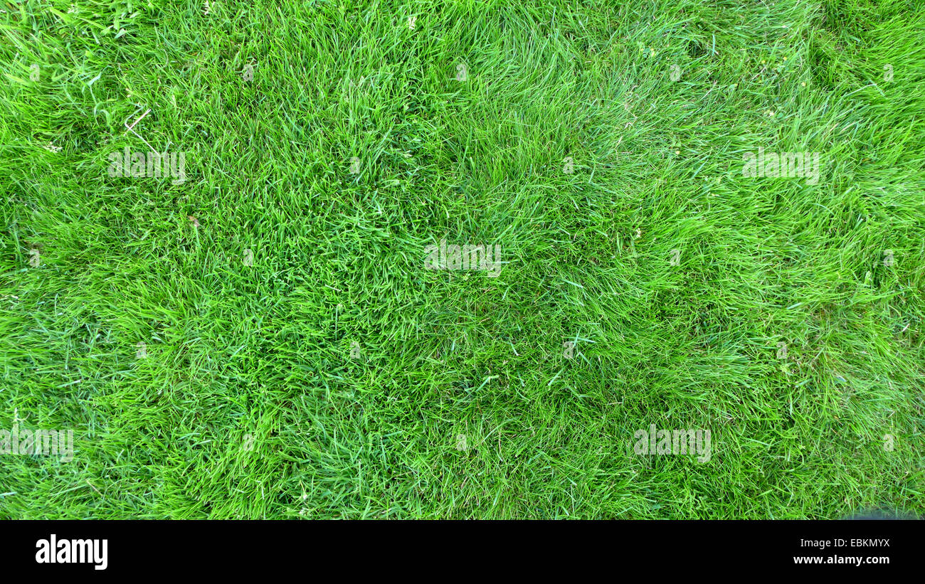 Top view ornamental grass plant hi-res stock photography and images - Alamy