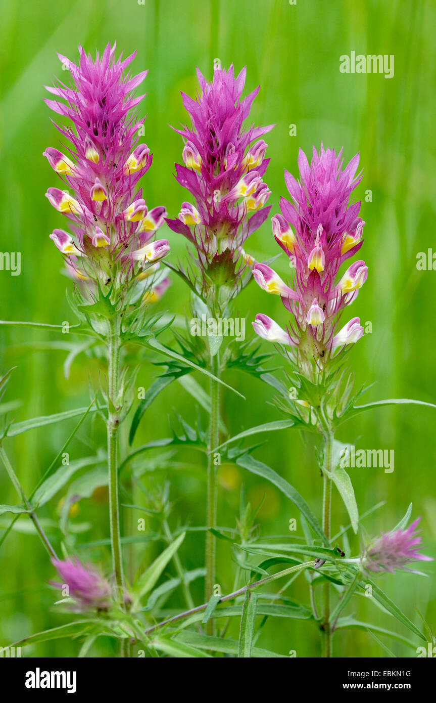 field cow-wheat (Melampyrum arvense), blooming, Germany Stock Photo - Alamy
