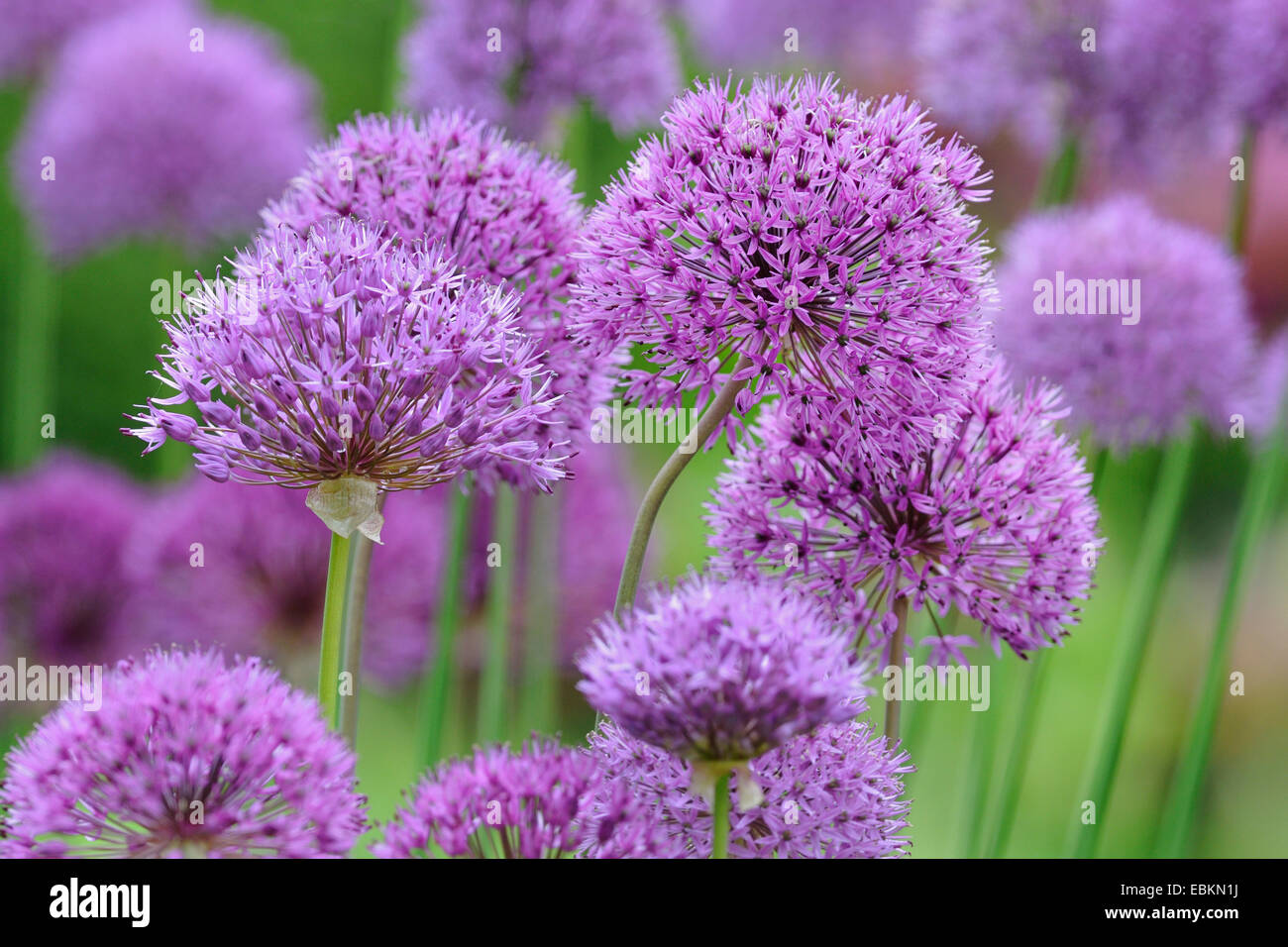 giant Persian allium (Allium aflatunense), blooming Stock Photo - Alamy