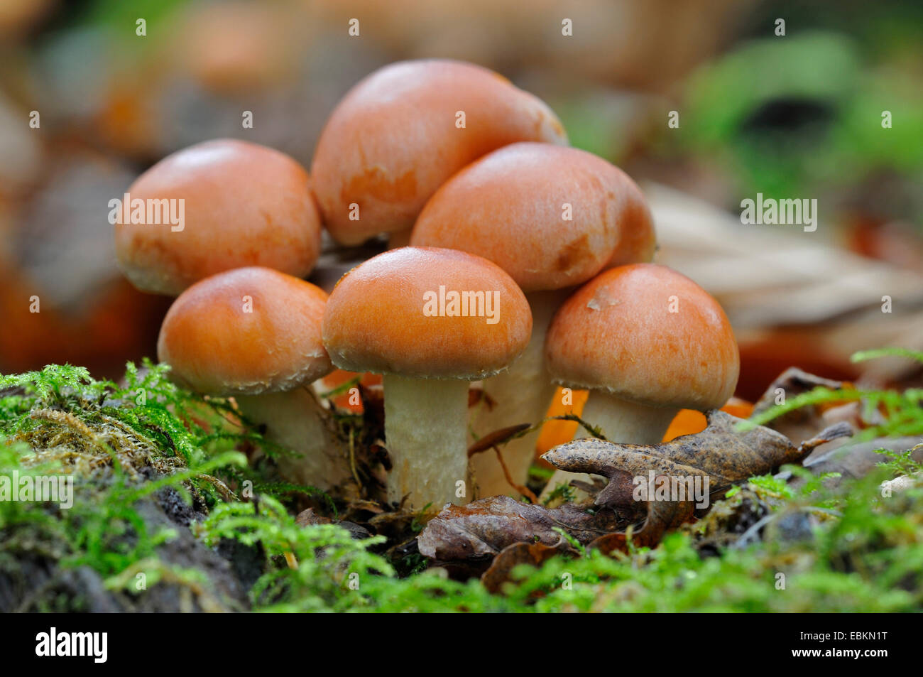 Brick tuft mushroom hi-res stock photography and images - Alamy