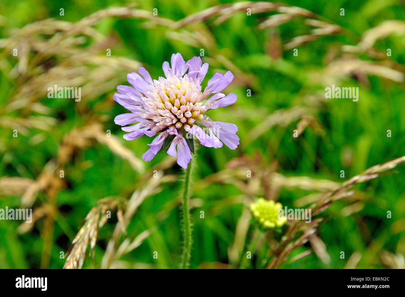 small scabious, lesser scabious (Scabiosa columbaria), flower, Germany ...