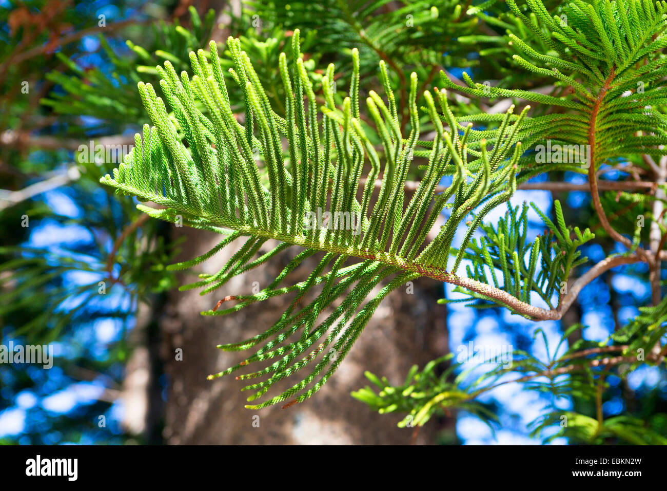 Hoop pine hi-res stock photography and images - Alamy