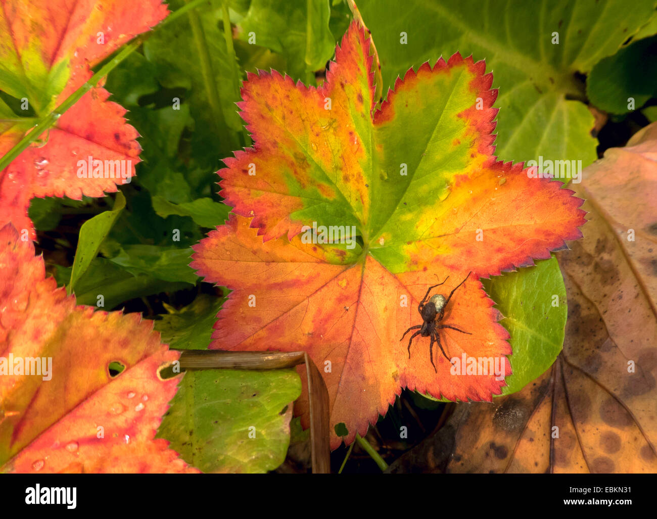 Norwegian spider hi-res stock photography and images - Alamy