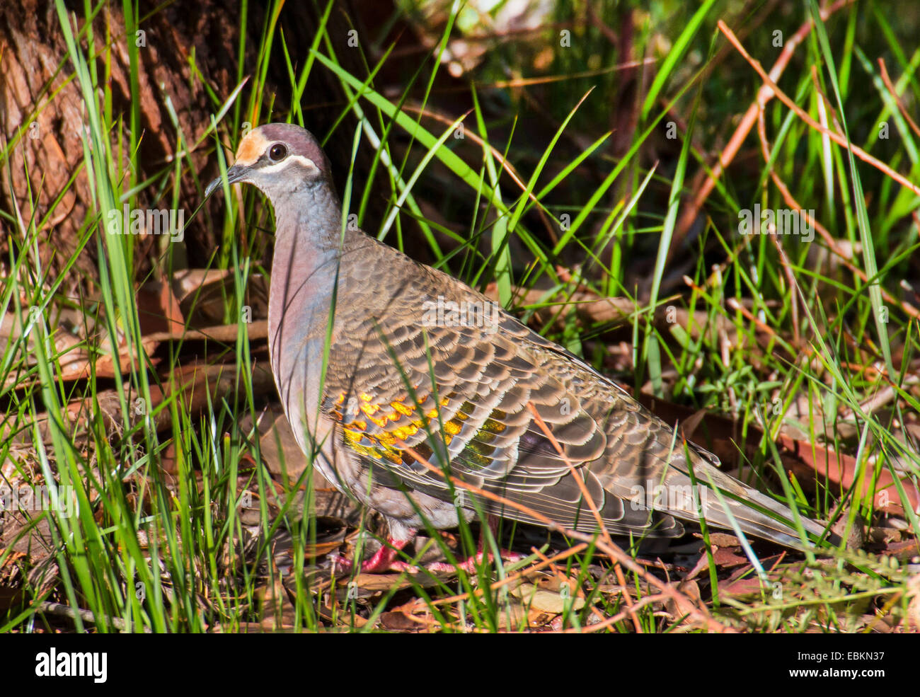 Brush bronzewing (Phaps elegans), on the ground, Australia, Western ...