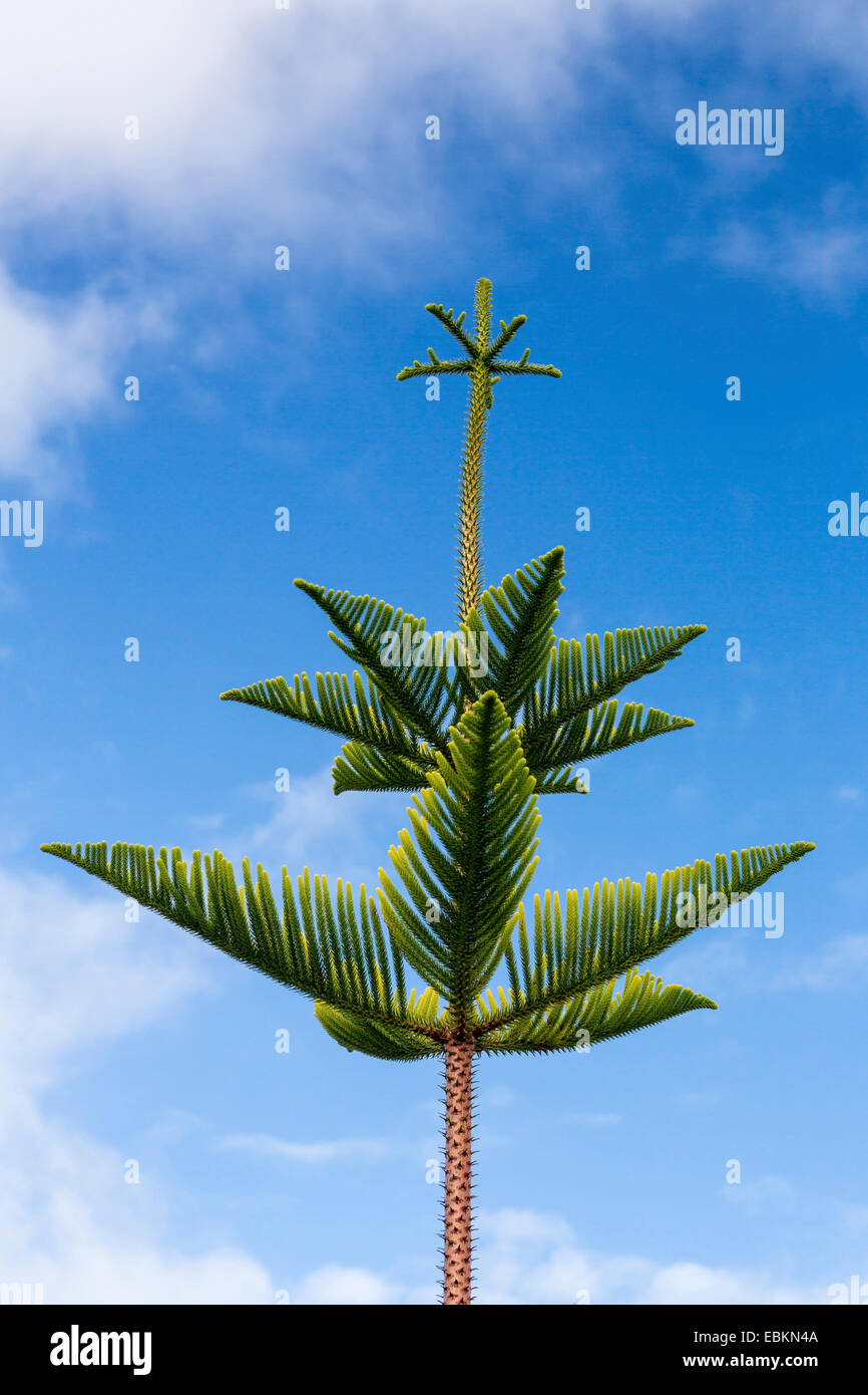 Monkey Puzzle, Hoop Pine (Araucaria spec.), single tree in front of sky ...
