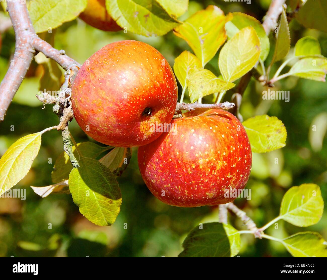 Apple orchard apple tree hi-res stock photography and images - Alamy