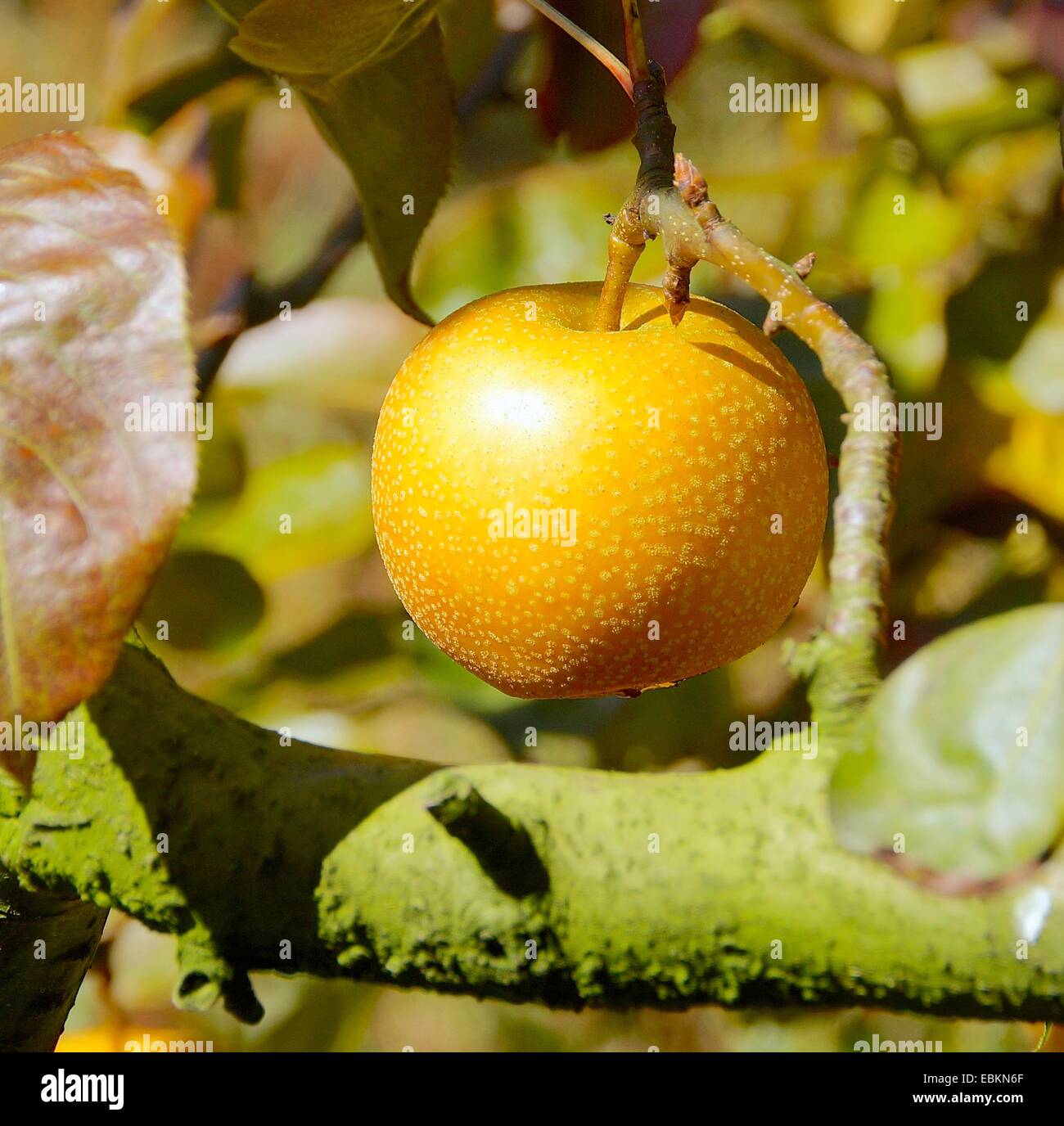 Orchard life hi-res stock photography and images - Alamy