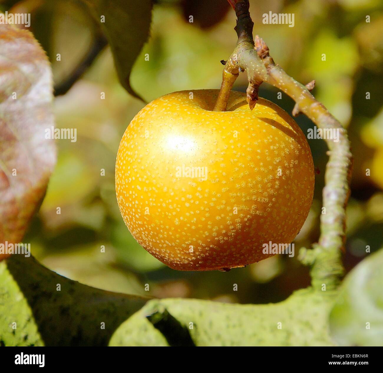 Pear still life hi-res stock photography and images - Alamy