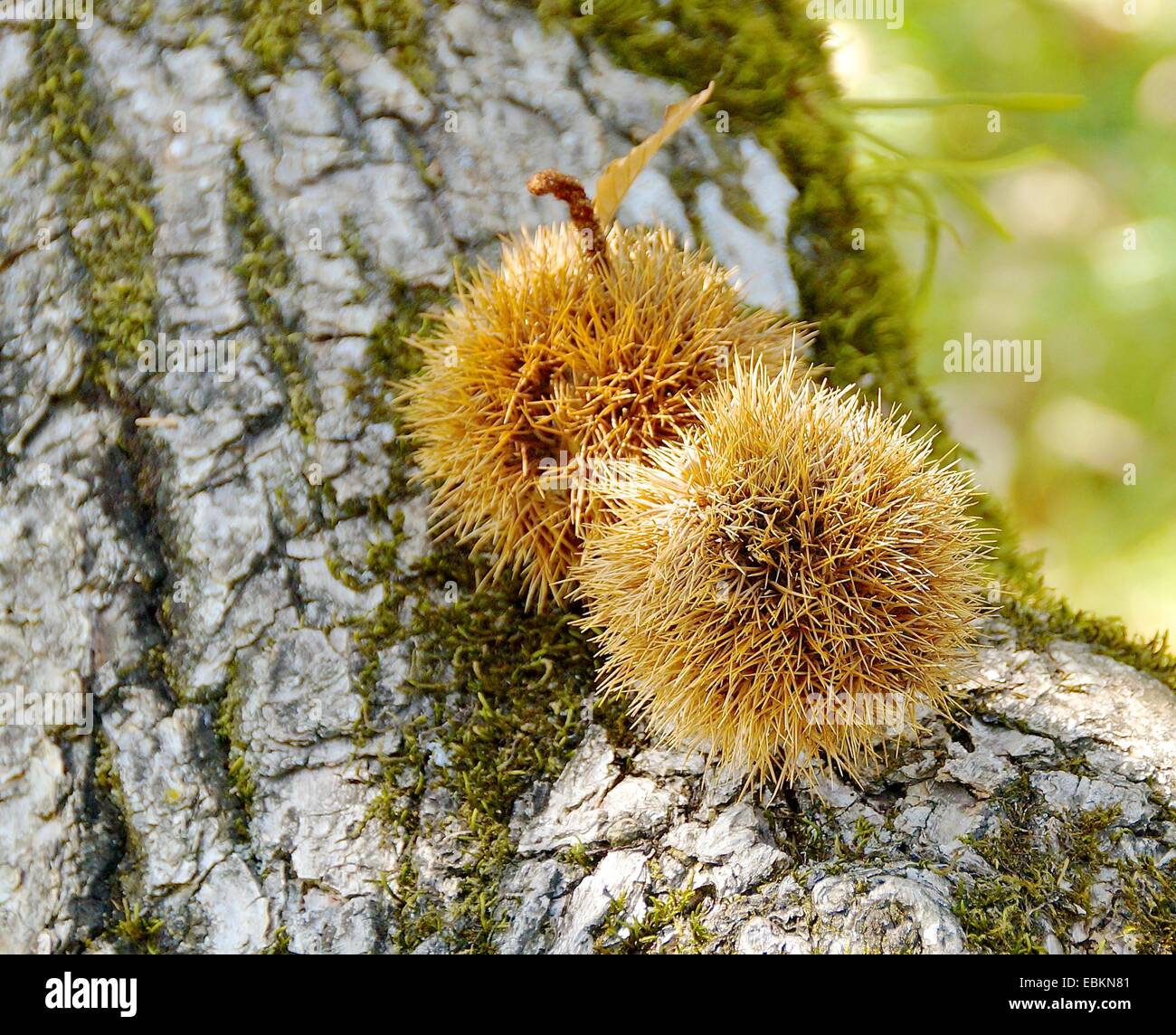 Chestnut tree grove hi-res stock photography and images - Alamy