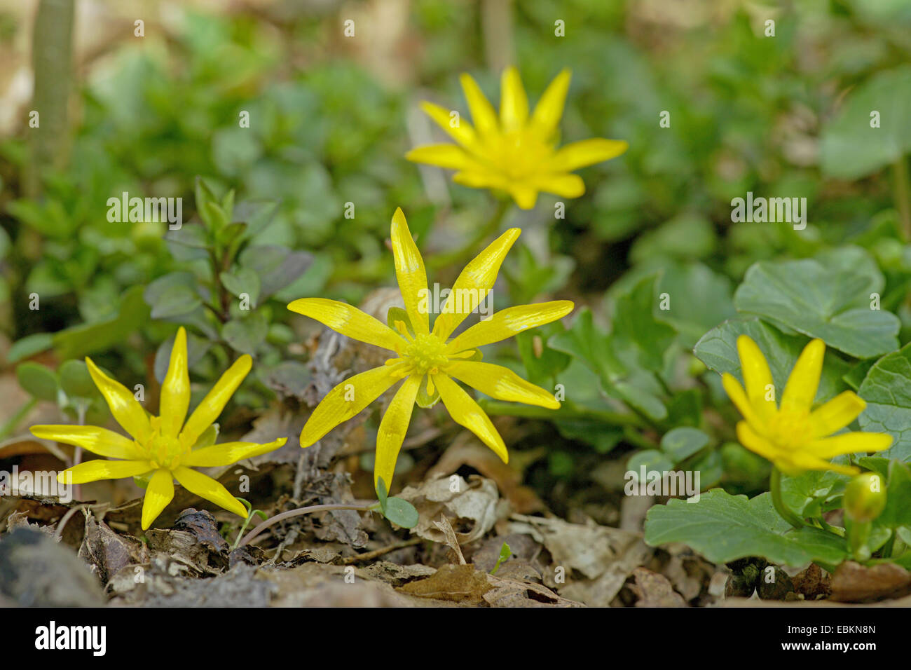 lesser celandine, fig-root butter-cup (Ranunculus ficaria, Ficaria ...
