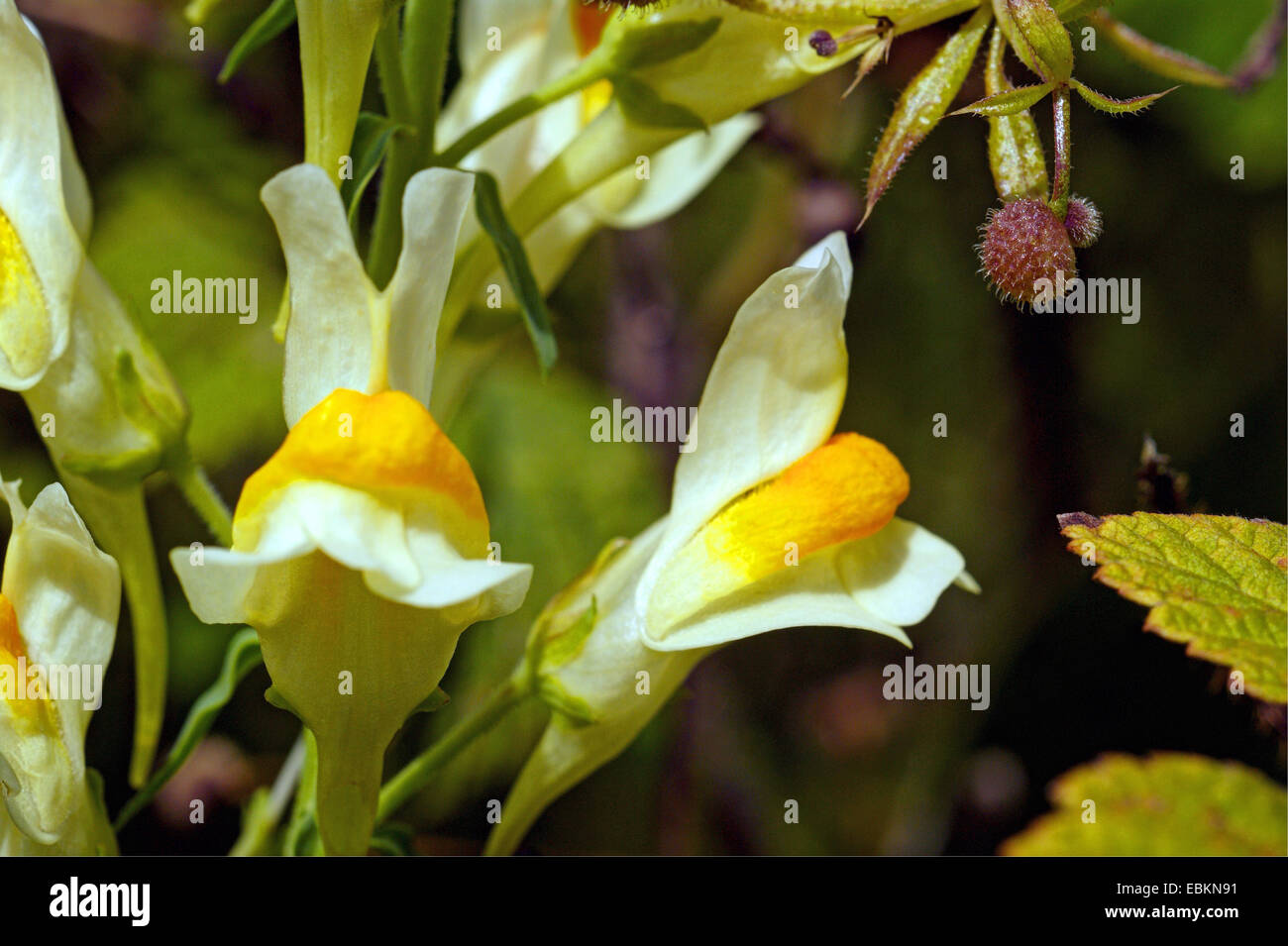 common toadflax, yellow toadflax, ramsted, butter and eggs (Linaria ...