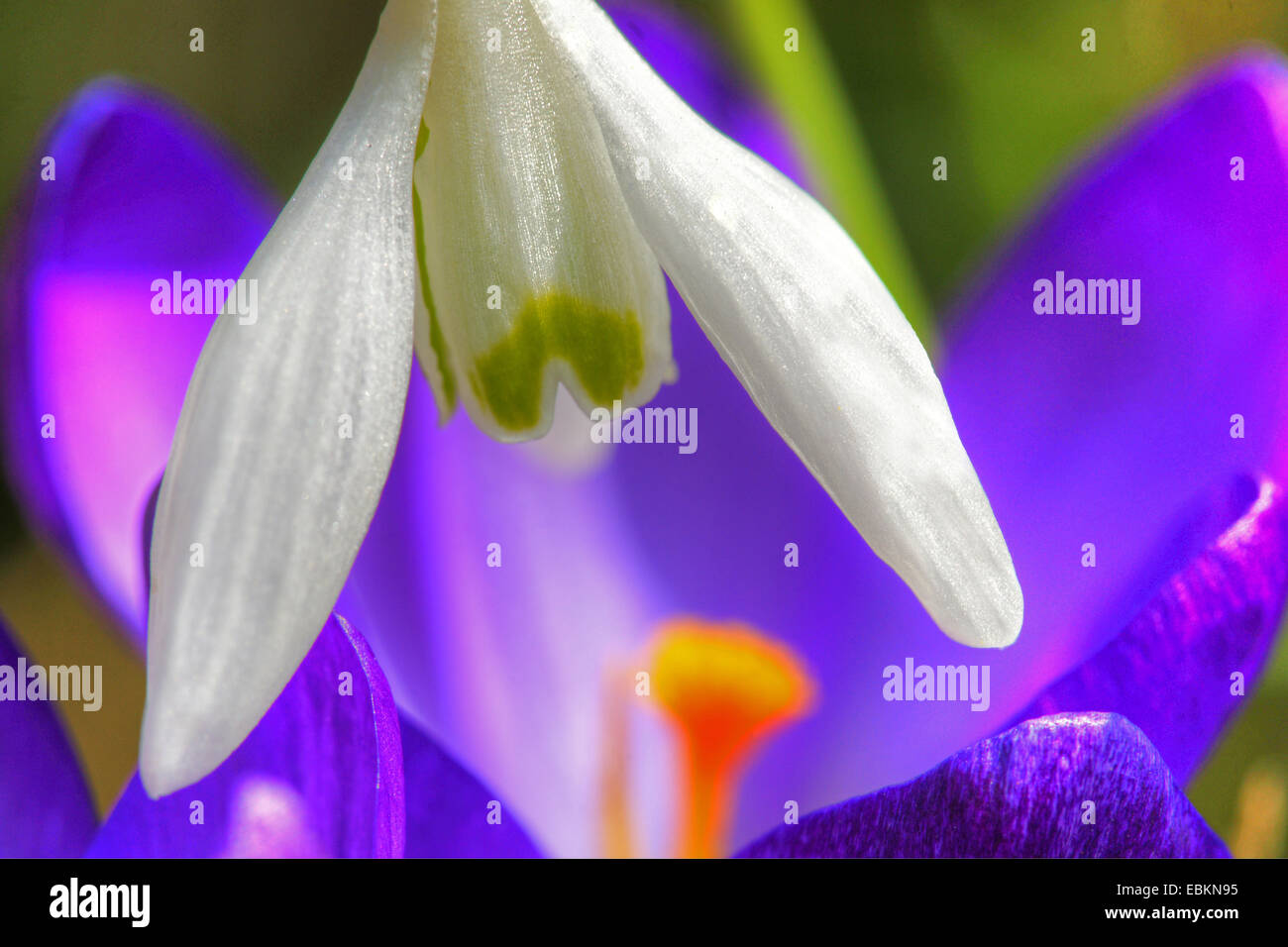 common snowdrop (Galanthus nivalis), flower of a snowdrop in front of a ...