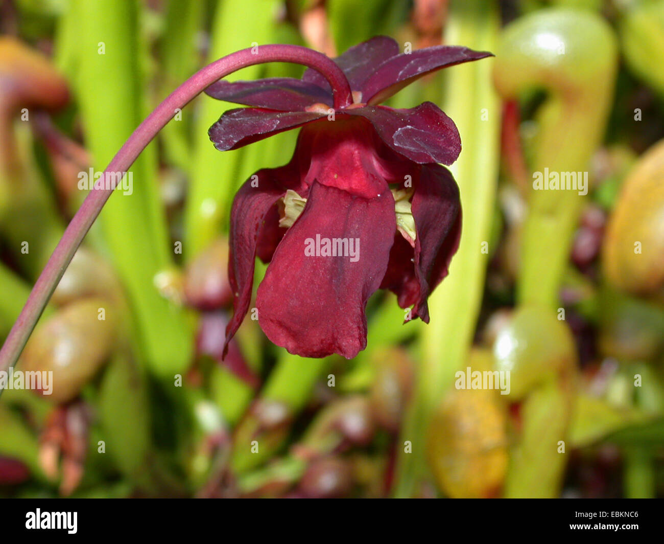 Parrot Pitcher Plant (Sarracenia psittacina), flower Stock Photo - Alamy