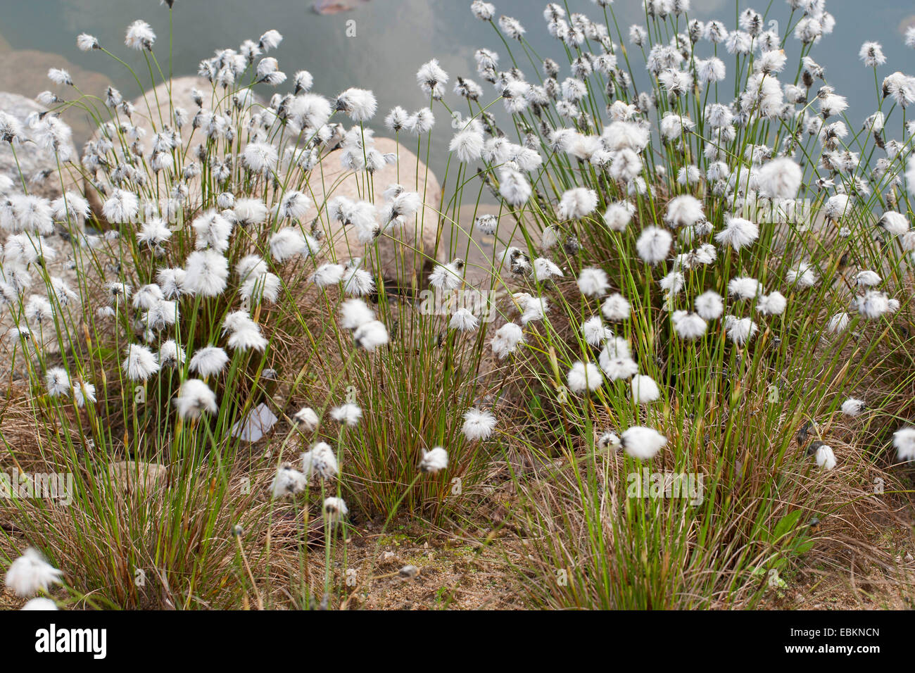 Cottongrass