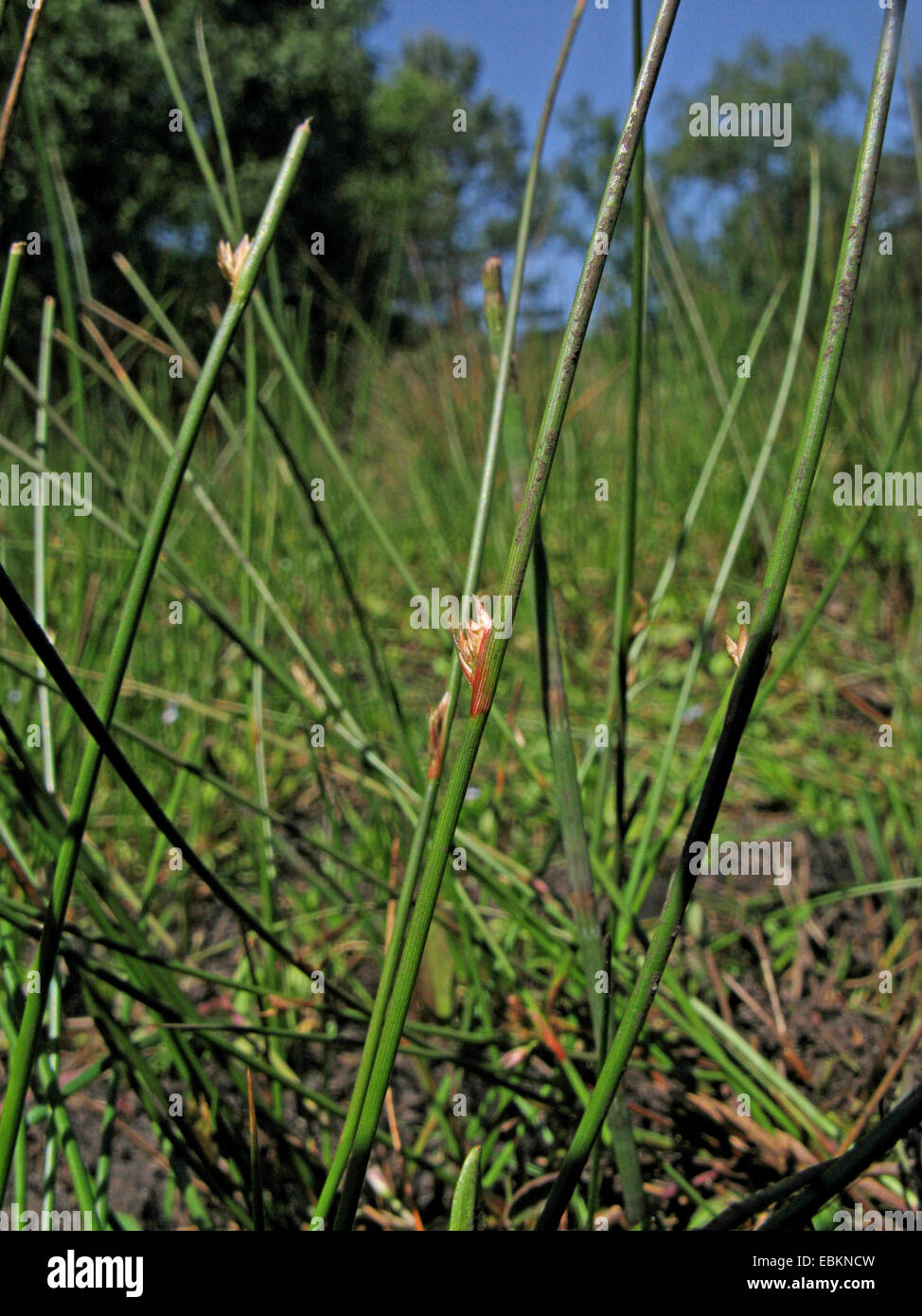 thread rush (Juncus filiformis), blooming, Germany, North Rhine ...