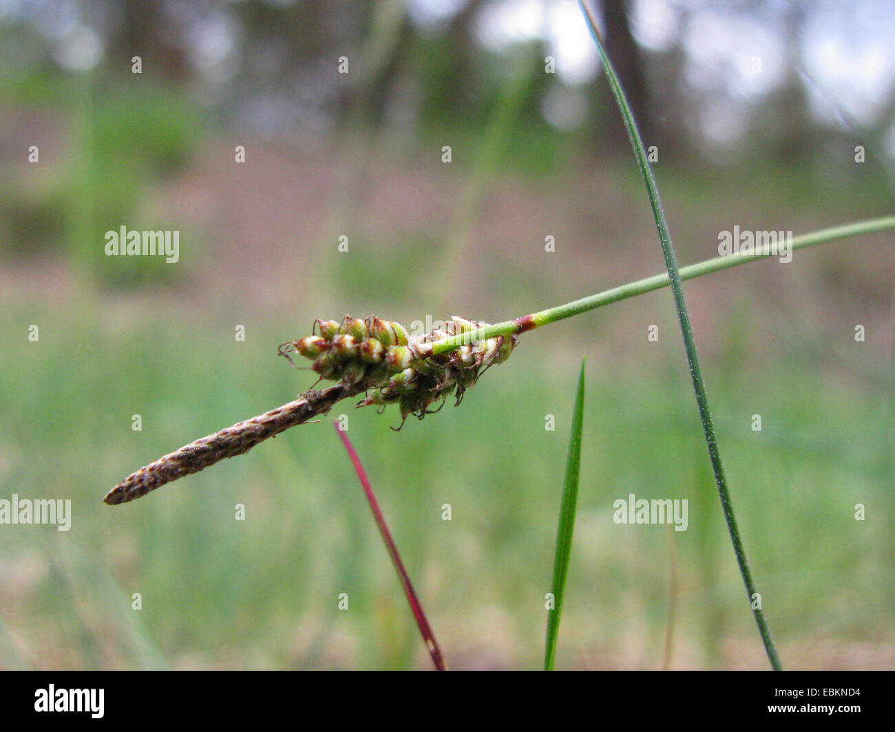 rare spring-sedge (Carex ericetorum), infructescence, Germany, North ...