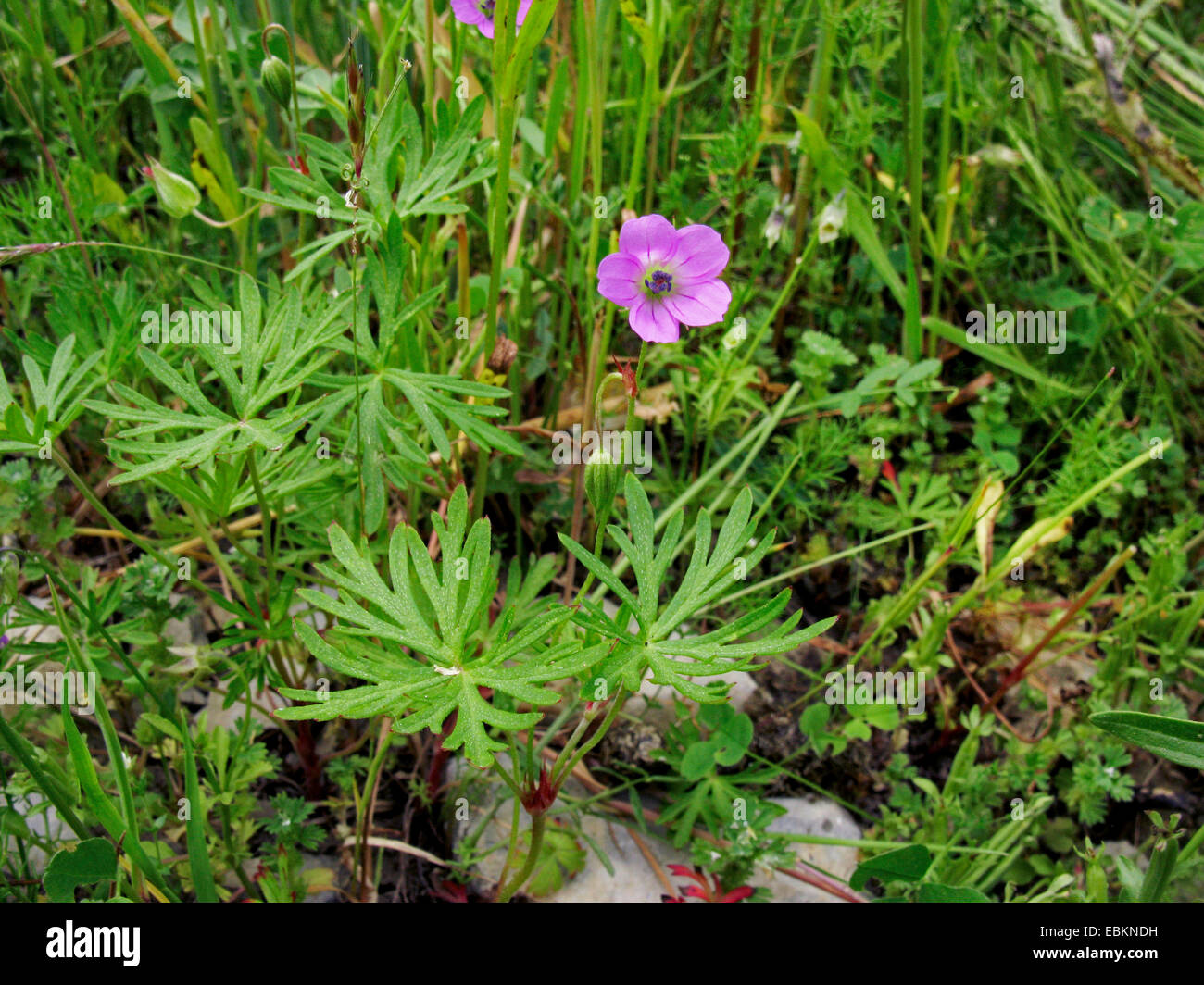 Long-stalked cranesbill, Long-stalk cranesbill (Geranium columbinum ...
