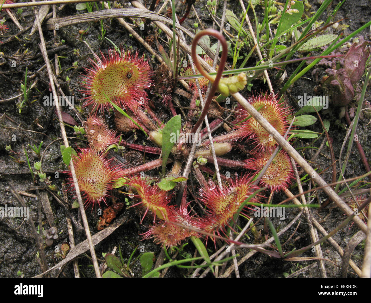 round-leaved sundew, roundleaf sundew (Drosera rotundifolia), single ...