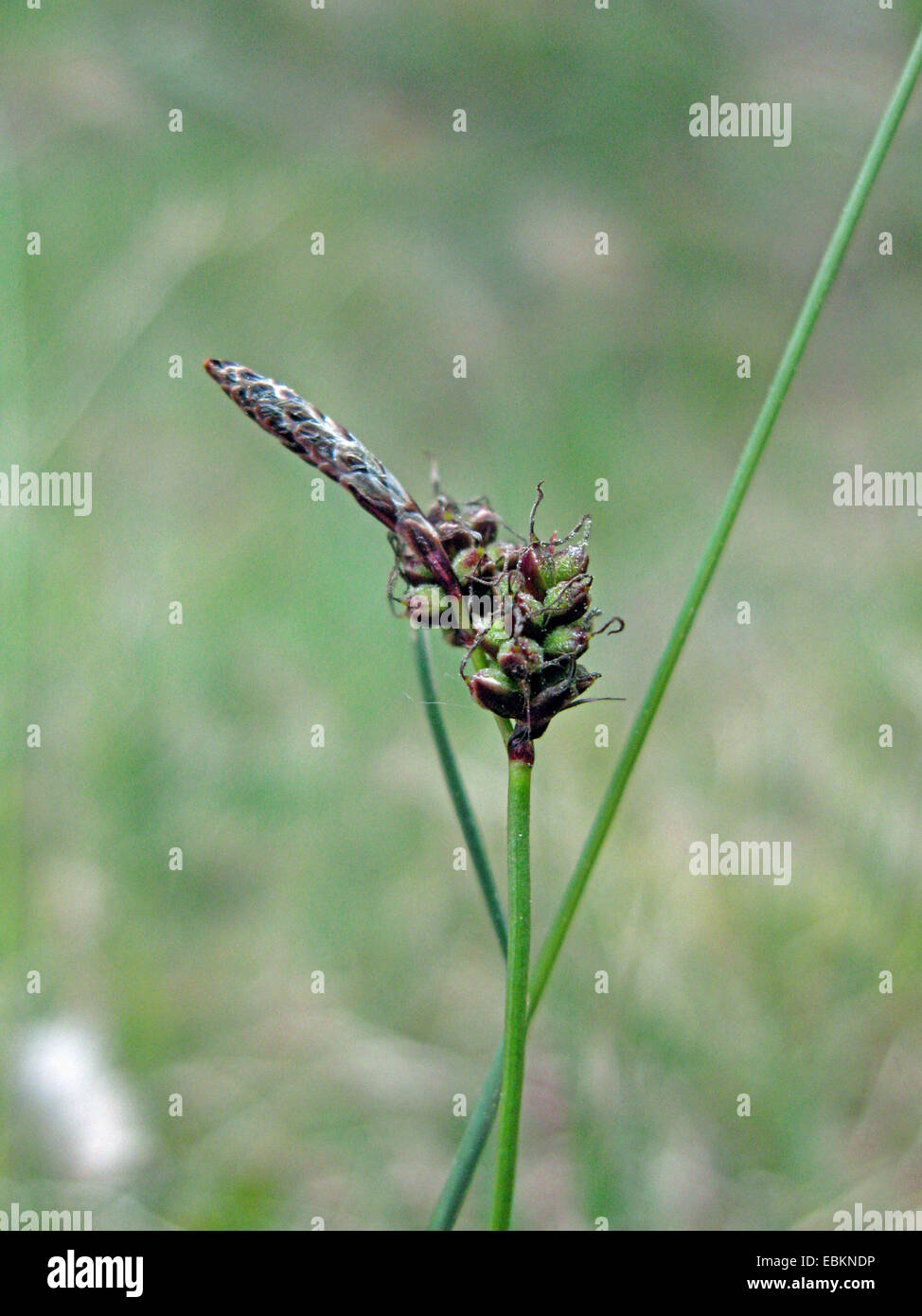 rare spring-sedge (Carex ericetorum), infructescence, Germany, North ...