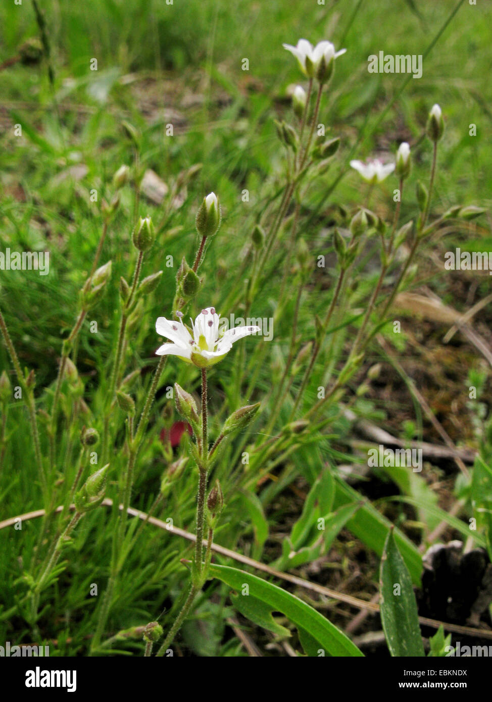 spring sandwort (Minuartia hercynica, Minuartia verna ssp. hercynica ...