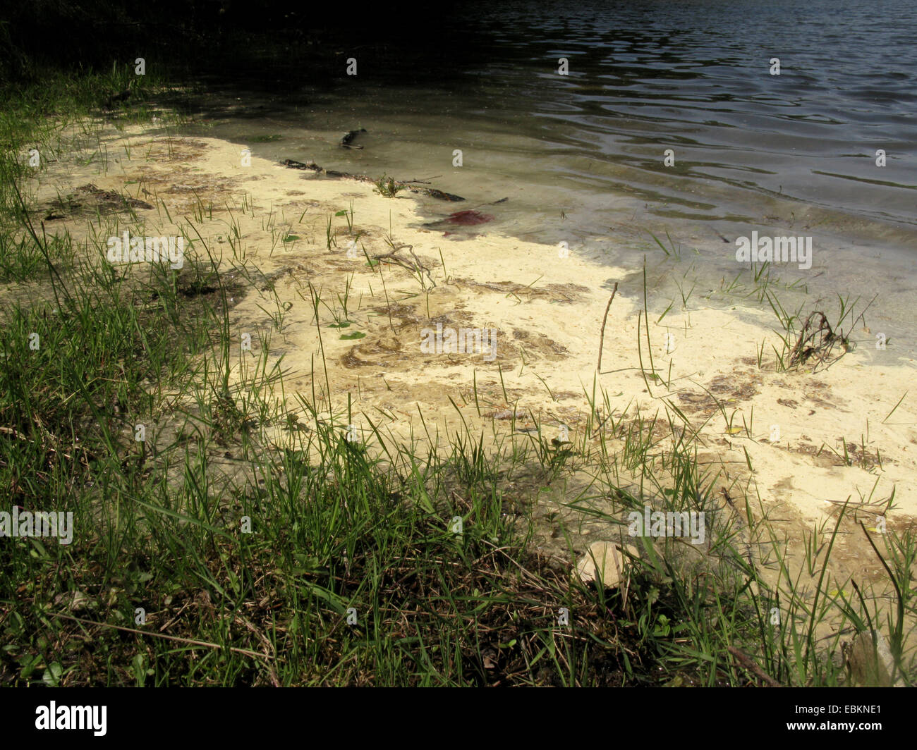 Scotch pine, Scots pine (Pinus sylvestris), masses of Pollen on a pond ...