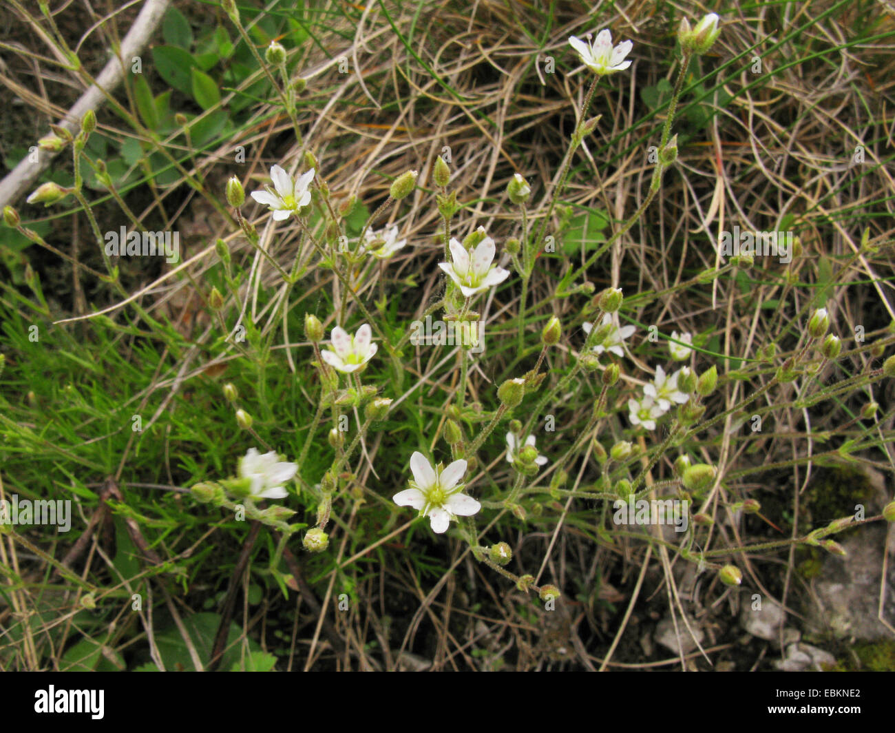 spring sandwort (Minuartia hercynica, Minuartia verna ssp. hercynica ...