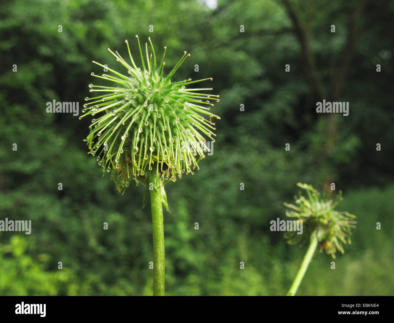 Geum Macrophyllum Fruit