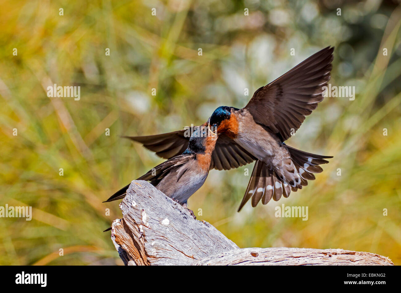 Welcome Swallow (Hirundo neoxena), adult feeds juvenile, Australia ...