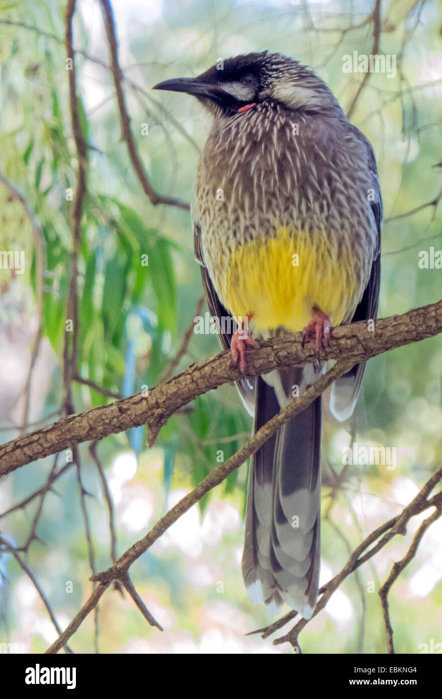 red wattle bird (Anthochaera carunculata), on a twig, Australia ...
