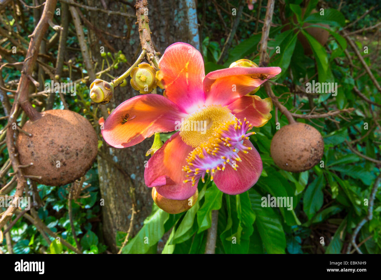 Cannon-ball Tree, Cannonball Tree (Couroupita guianensis), flower ...