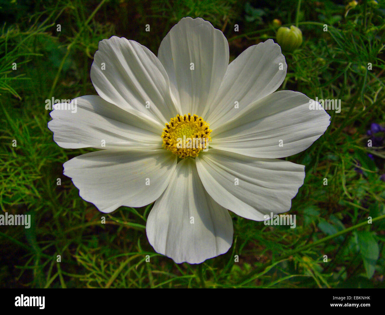 garden cosmos, Mexican aster (Cosmos bipinnatus), with white flowers ...