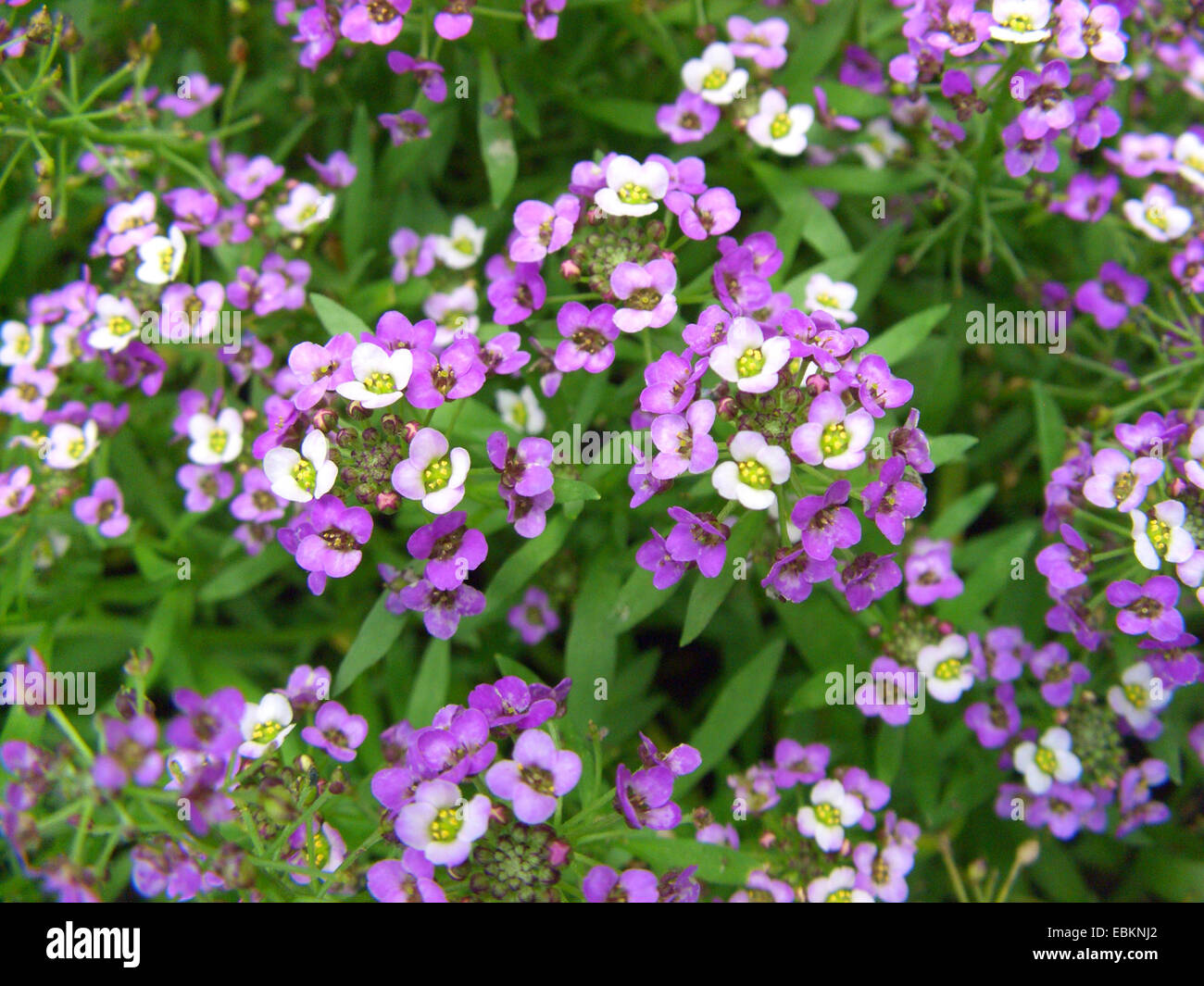 Sweet Alison, Sweet Alyssum, Seaside Lobularia (Lobularia maritima ...
