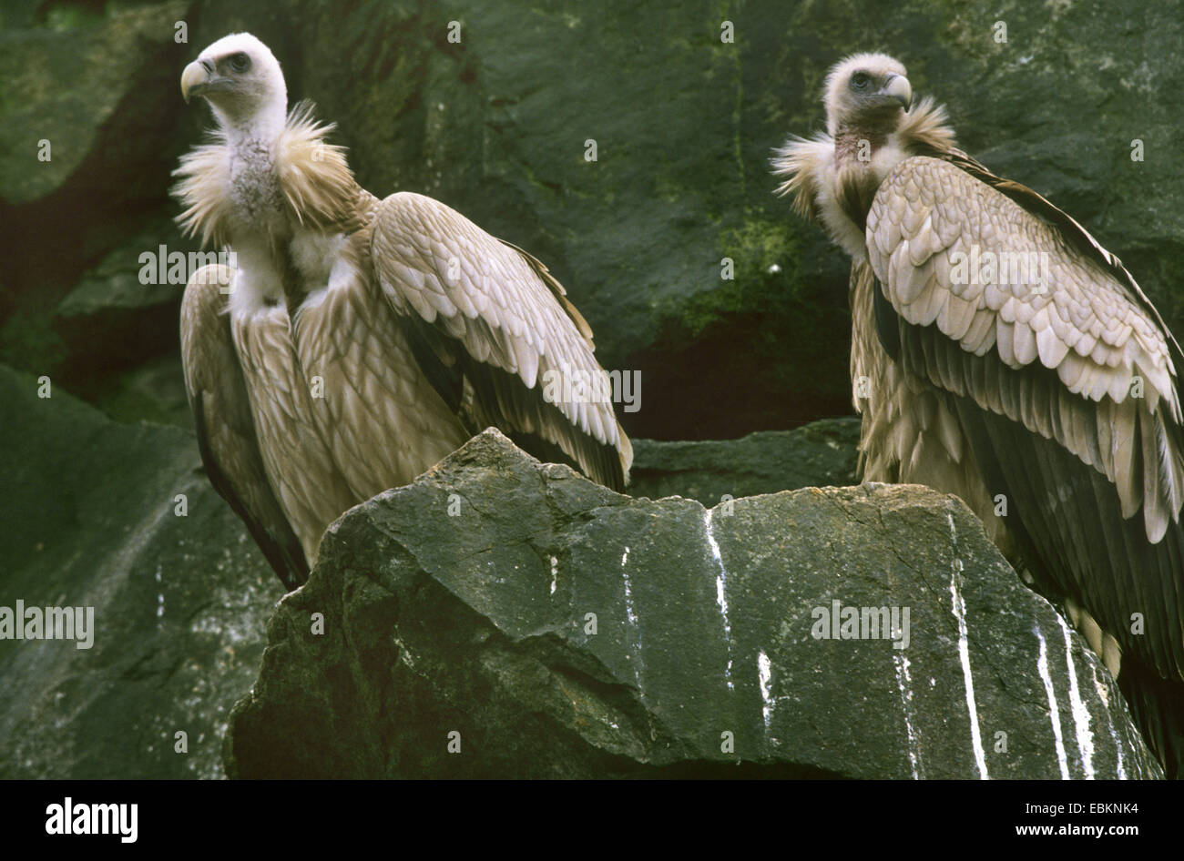 Himalayan griffon (Gyps himalayensis), two Himalayan griffons on a rock ...