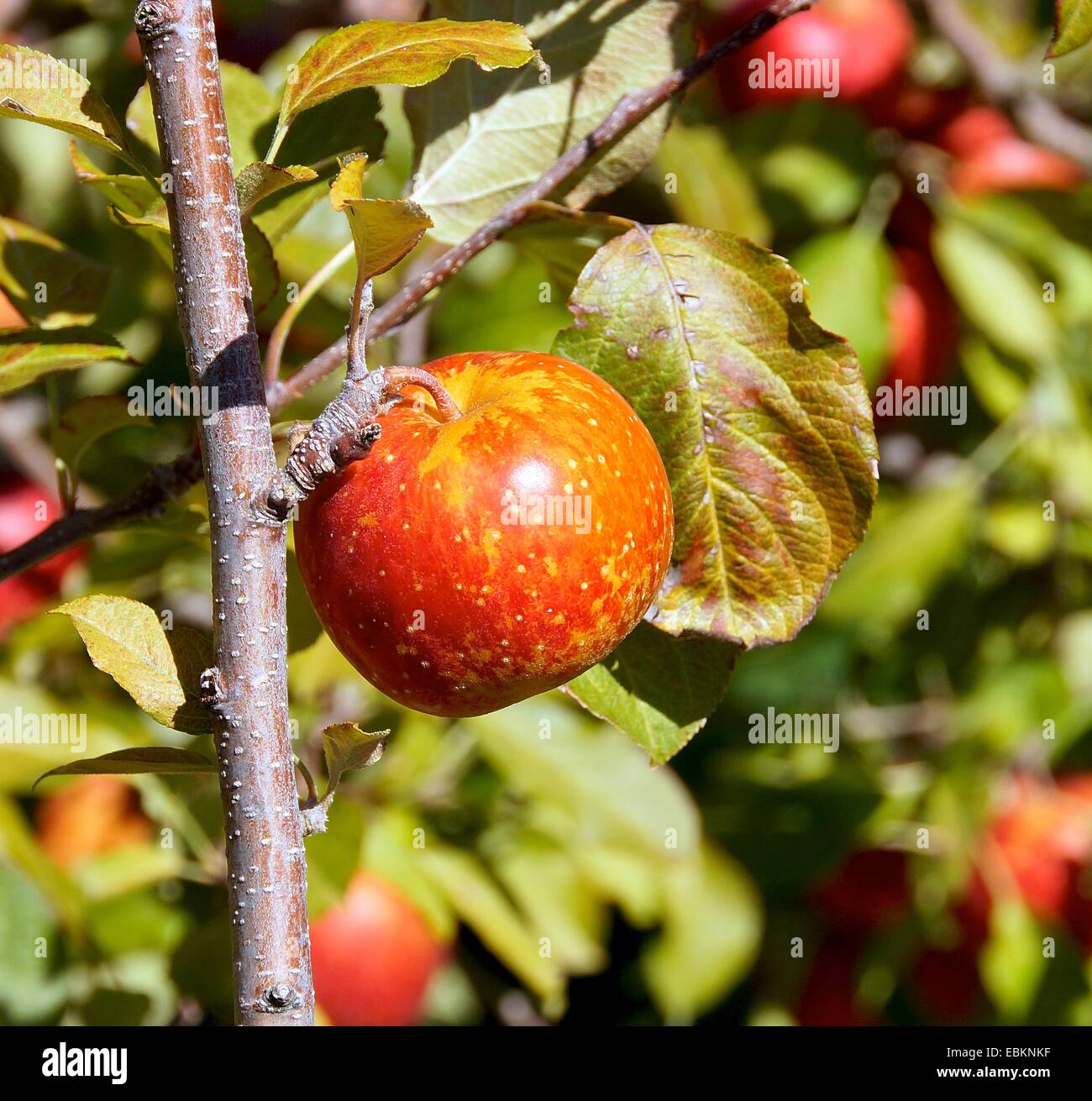 Orchard vegetables hi-res stock photography and images - Alamy