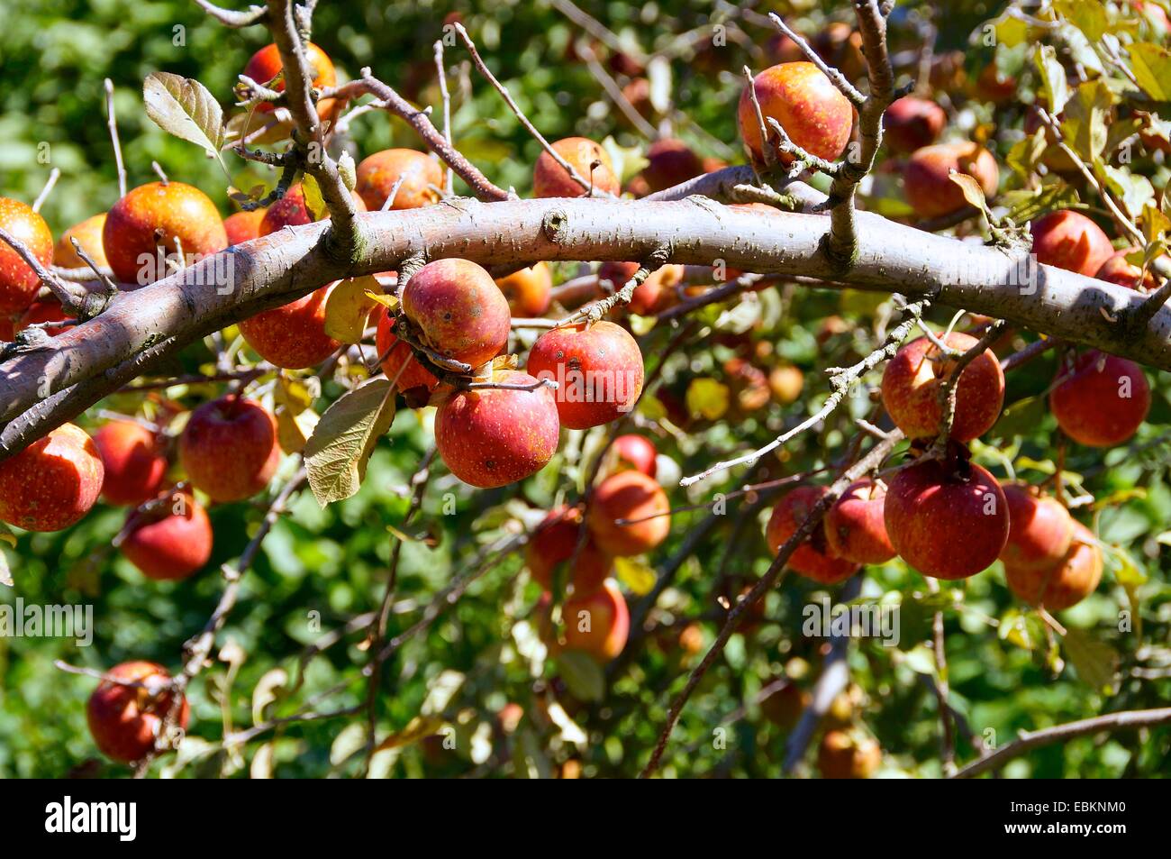 The closeup of apple tree Stock Photo - Alamy