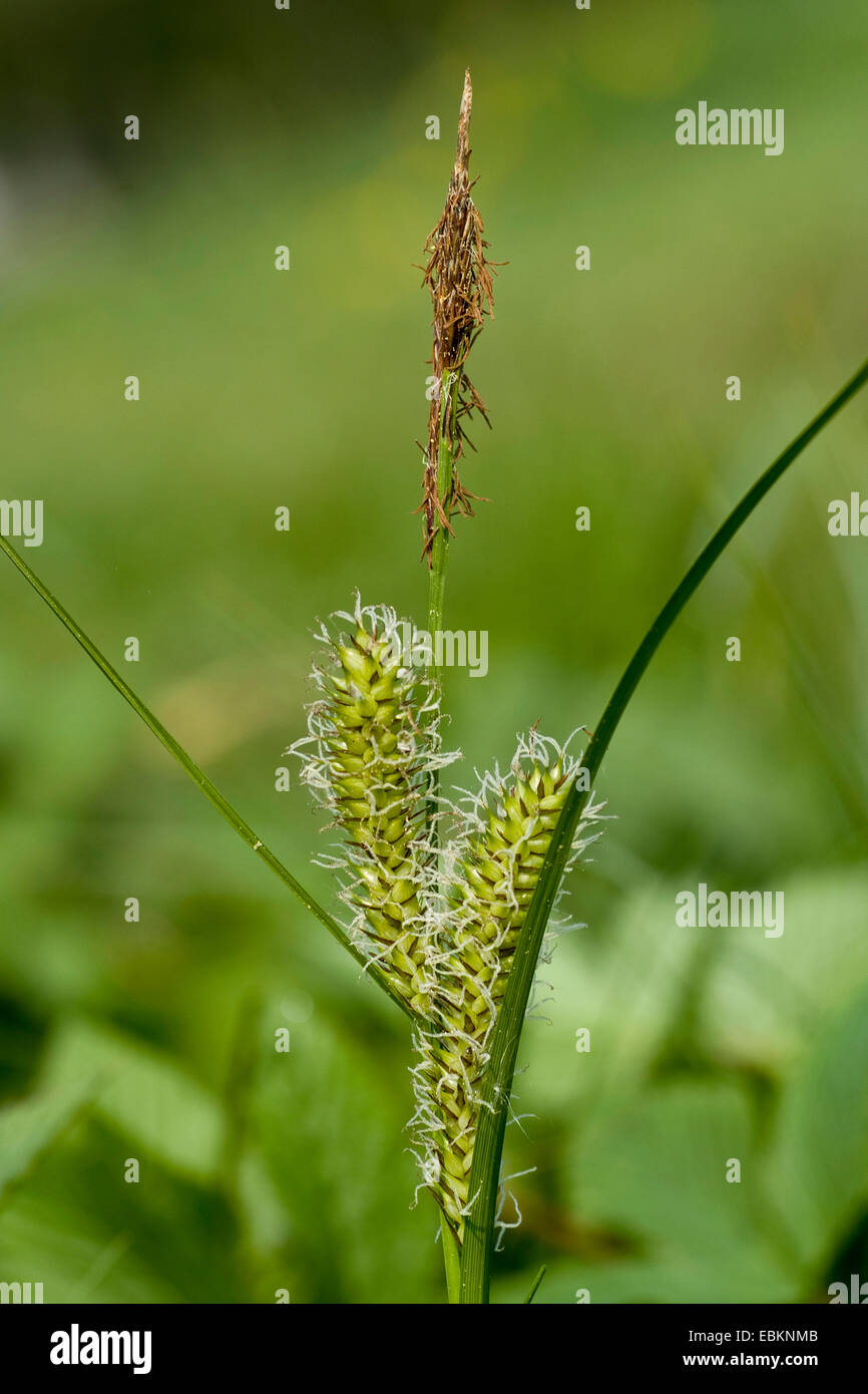 bladder-sedge, inflated sedge (Carex vesicaria), female and male ...