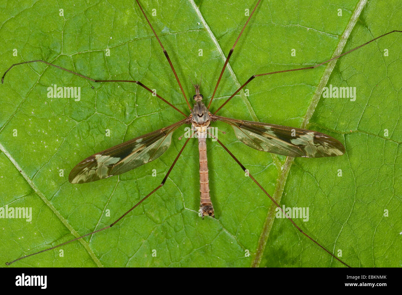 Giant cranefly, Crane fly, Crane-fly (Tipula maxima), male sitting on a ...
