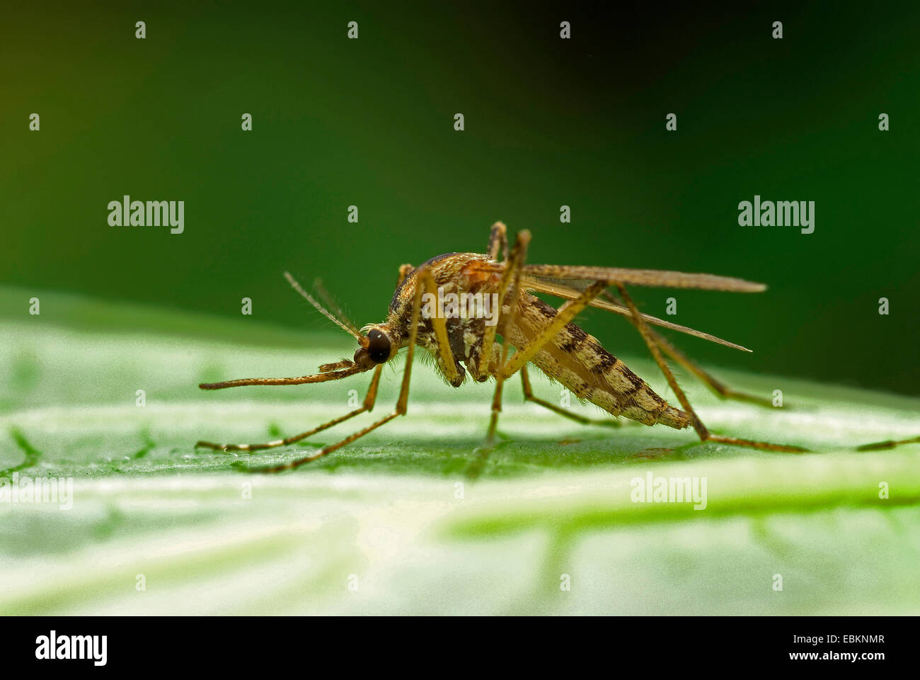 Banded house mosquito, Banded mosquito, Ring-footed gnat (Culiseta ...