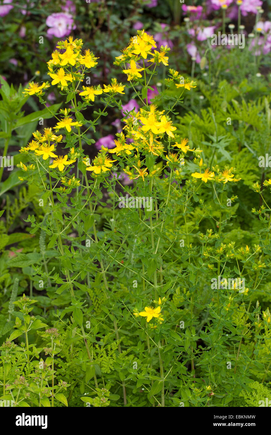 common St John's-wort, perforate St John's-wort, klamath weed, St. John ...