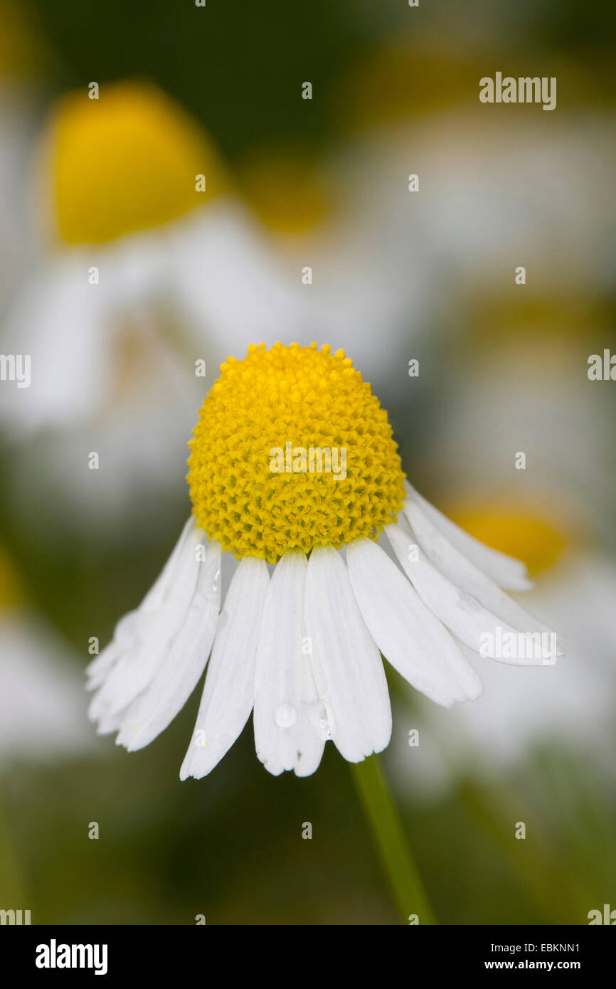 Scented mayweed hi-res stock photography and images - Alamy