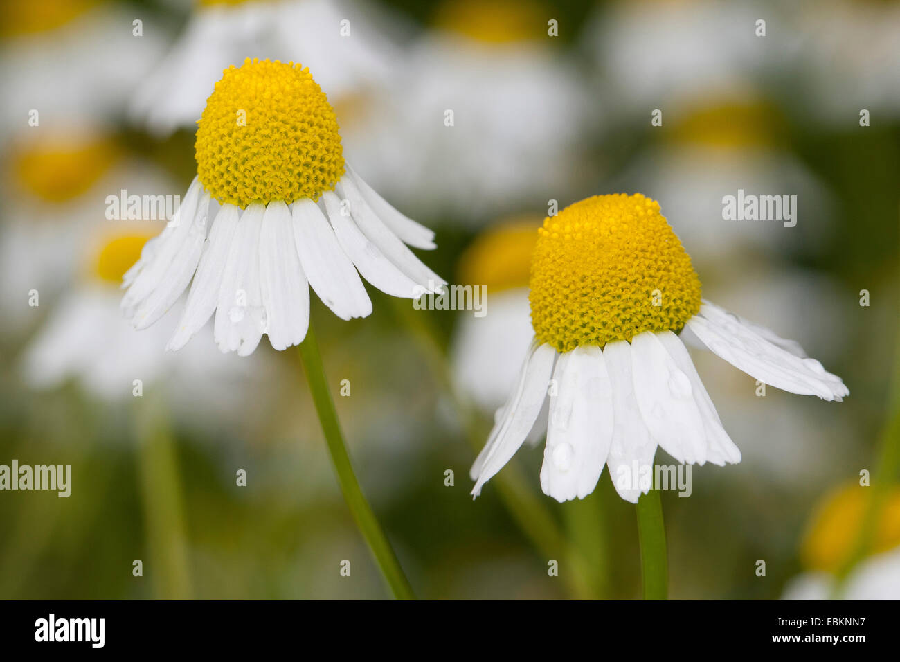 German chamomiles matricaria recutita hi-res stock photography and ...
