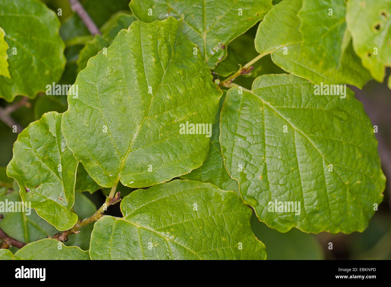 witch hazel, American witch-hazel (Hamamelis virginiana), leaves Stock ...