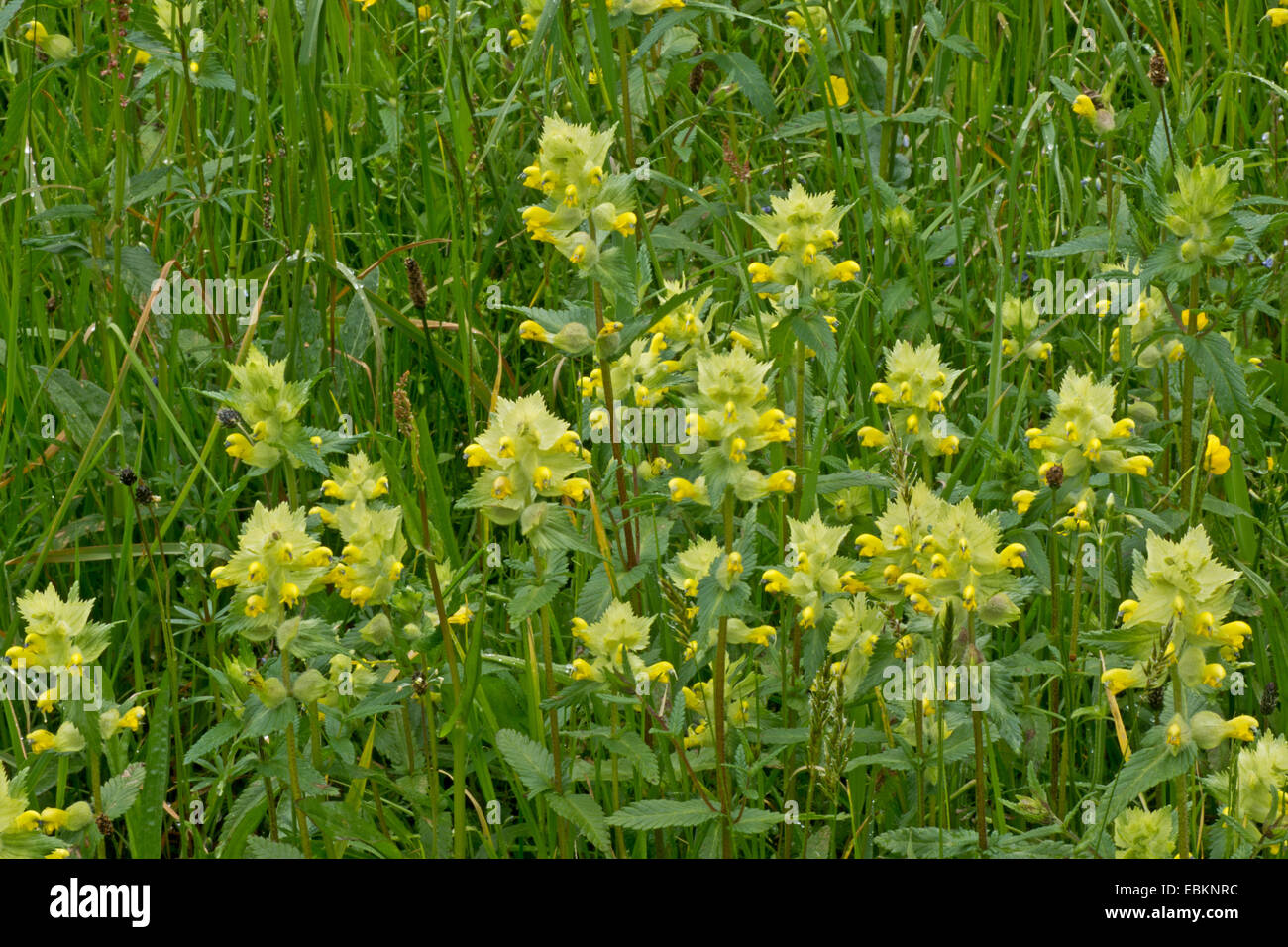 greater yellow rattle (Rhinanthus alectorolophus), blooming in a meadow ...