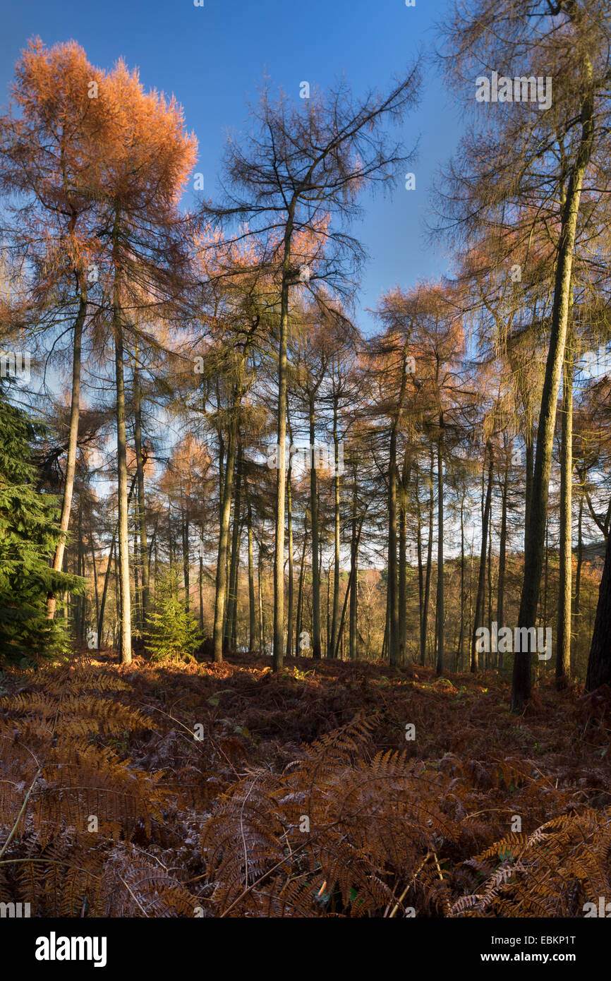 Yearsley woods hi-res stock photography and images - Alamy