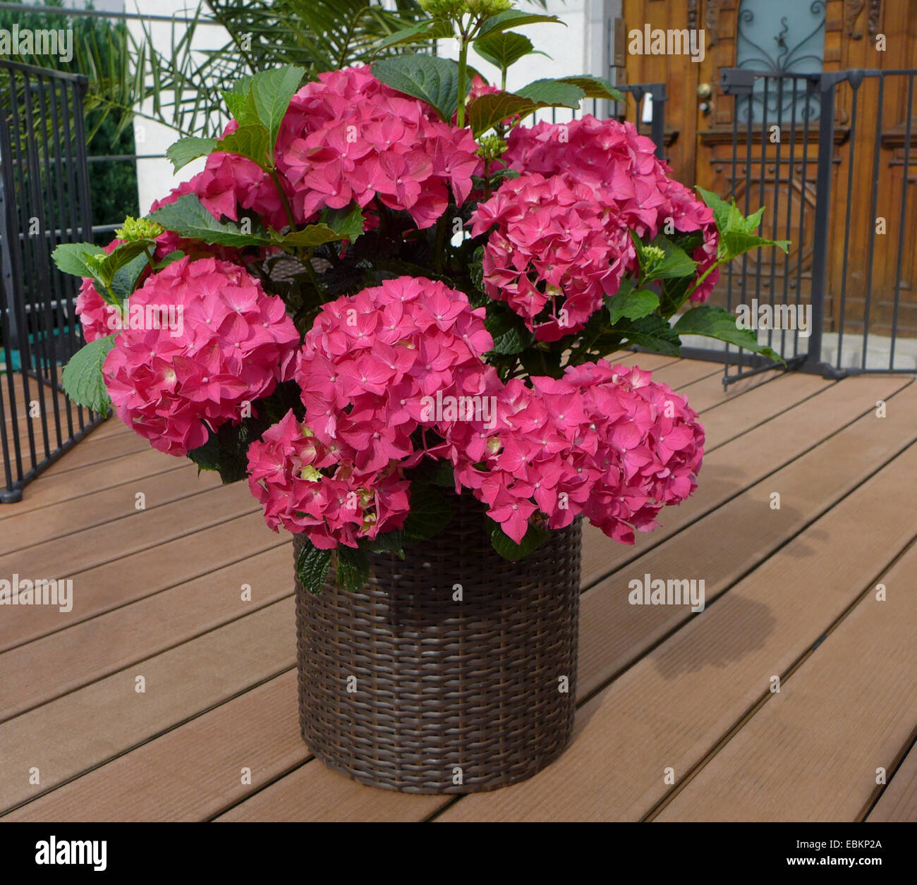 Lace cap hydrangea hi-res stock photography and images - Alamy