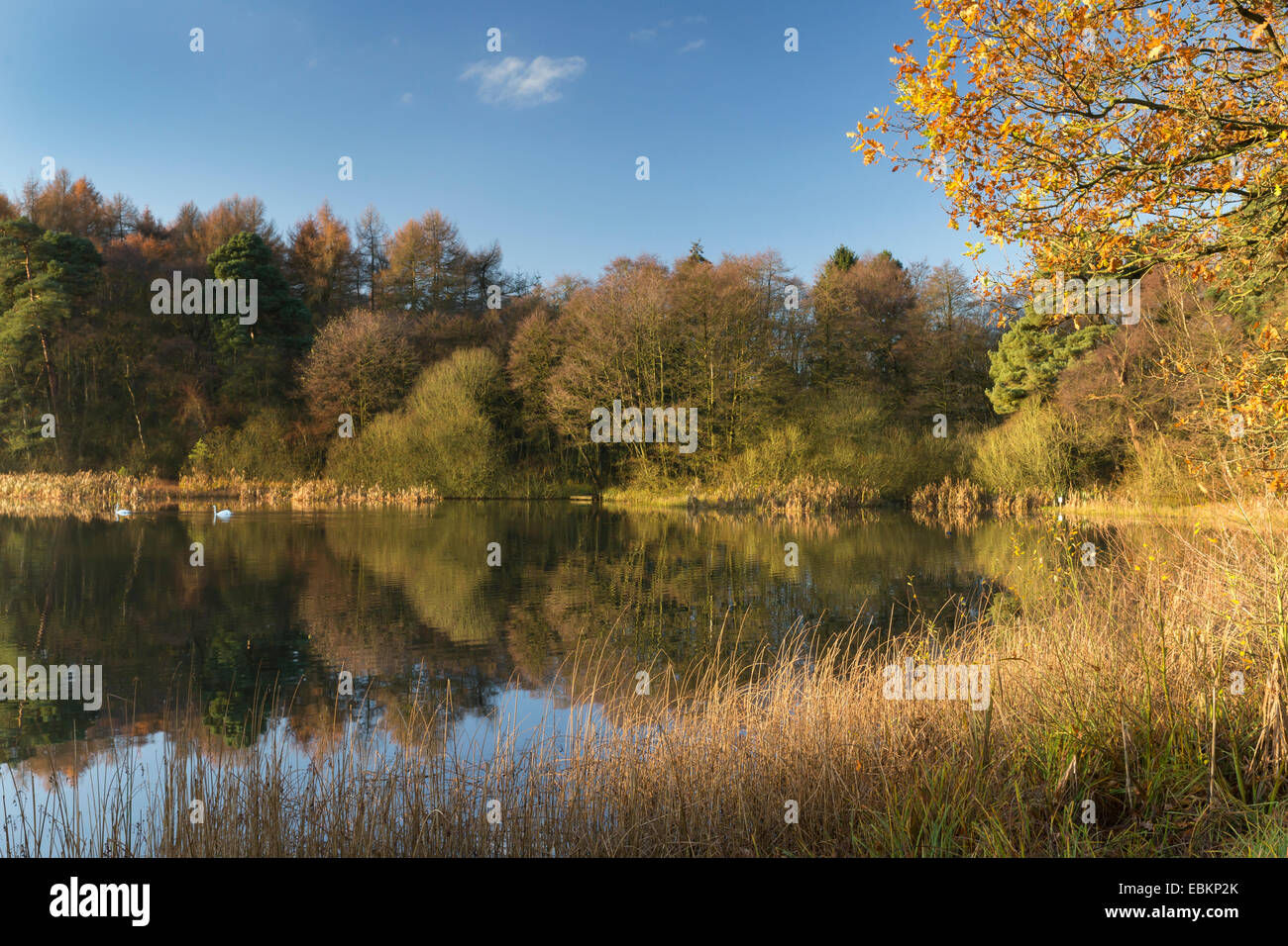Yearsley Fish Ponds and woods in North Yorkshire Stock Photo - Alamy