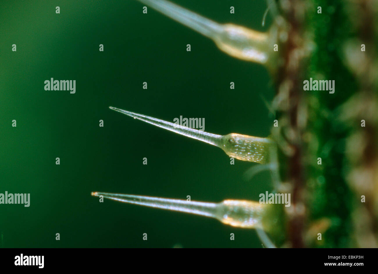 stinging nettle (Urtica dioica), stinging hairs Stock Photo - Alamy