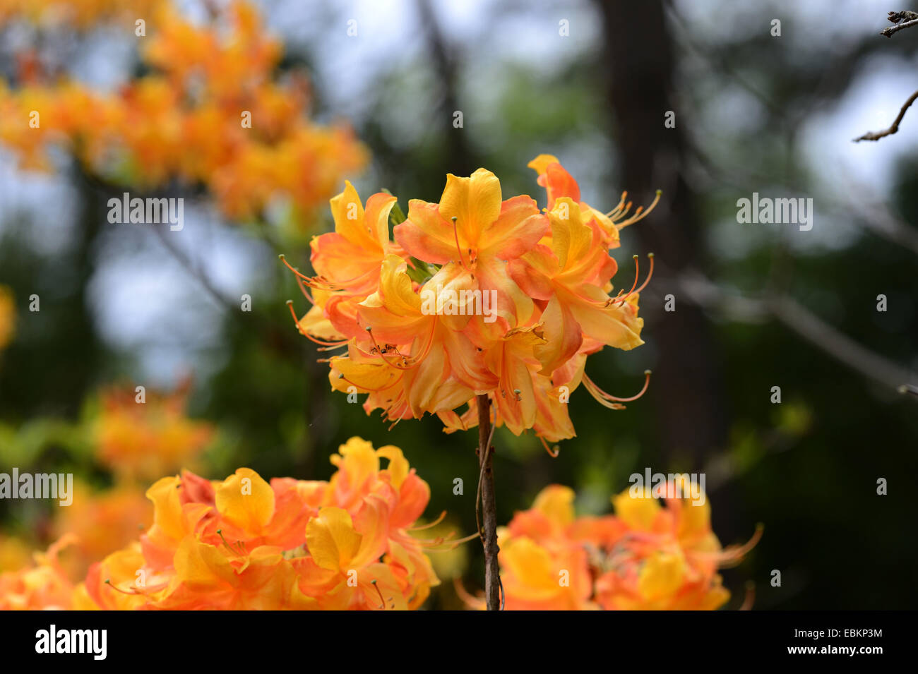 rhododendron (Rhododendron spec.), orange flowering azalea Stock Photo ...