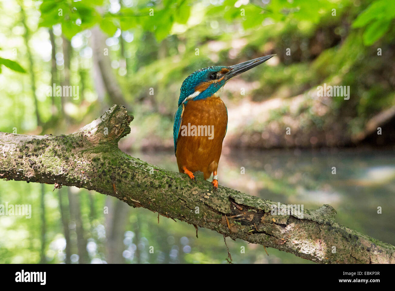 Beringed male hi-res stock photography and images - Alamy